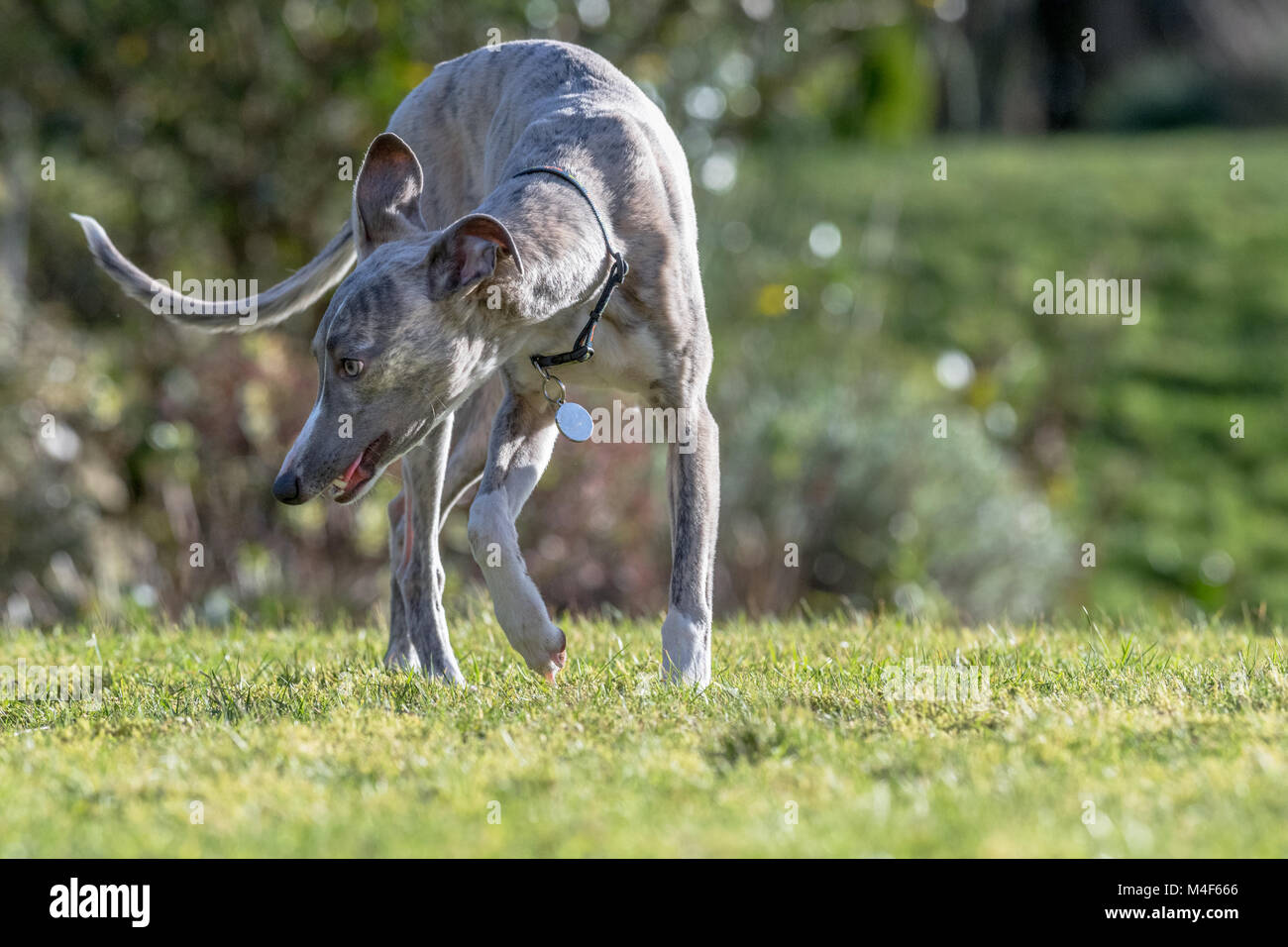 Puppy whippet hi-res stock photography and images - Alamy