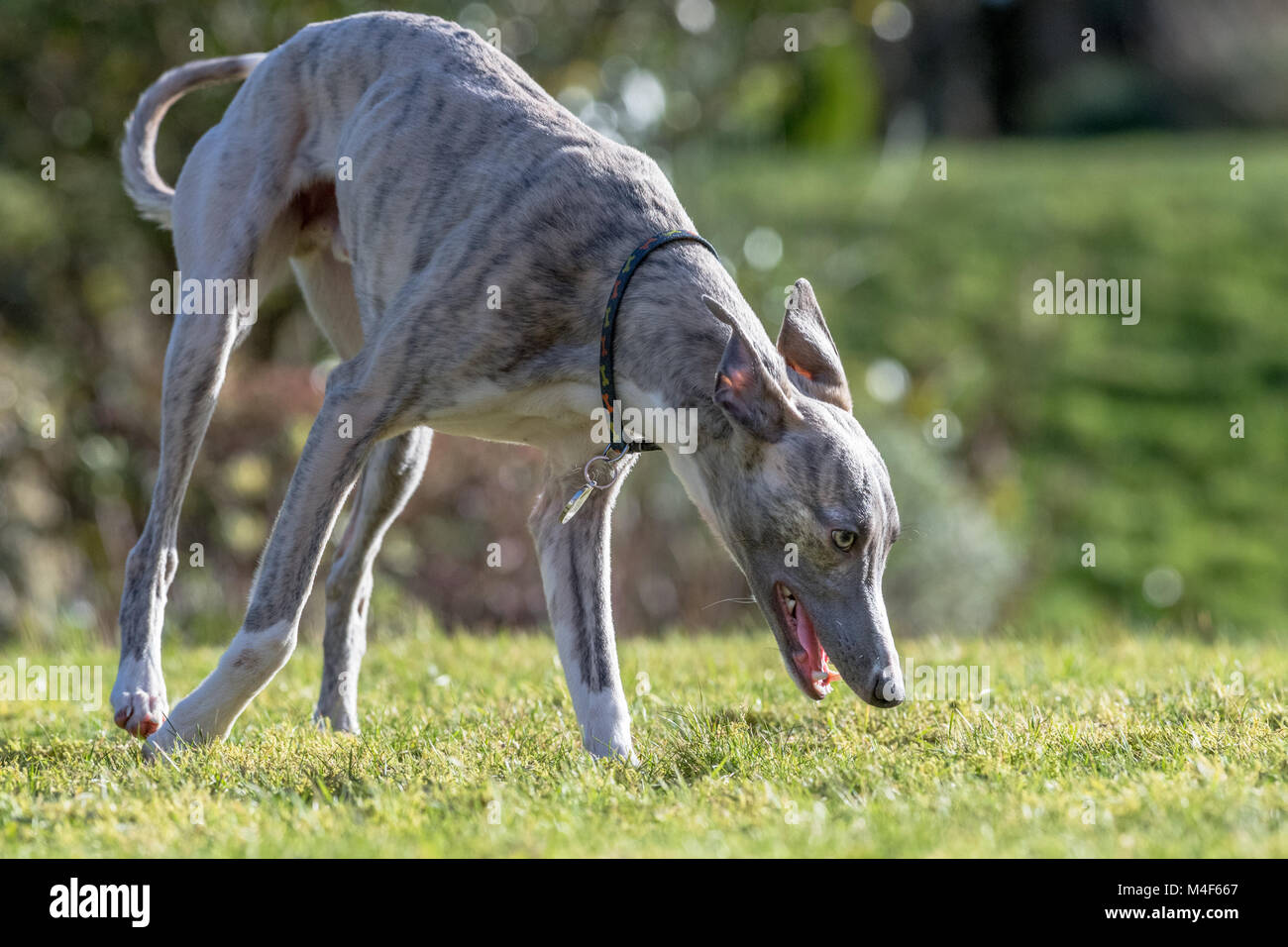 Whippet puppy hi-res stock photography and images - Alamy