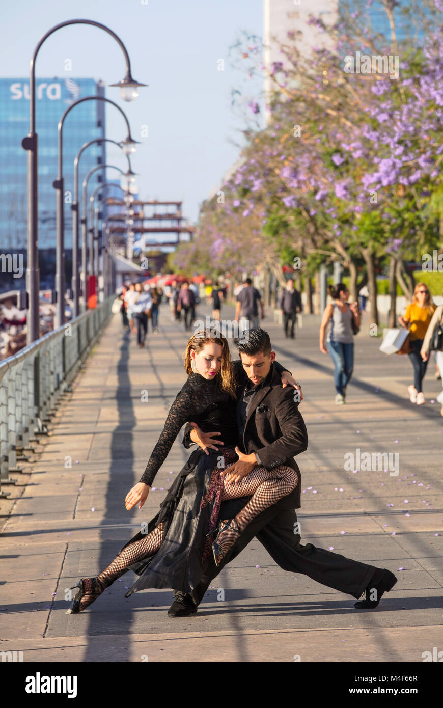 A couple dancing tango in Puerto Madero on springtime, with Jacaranda ...