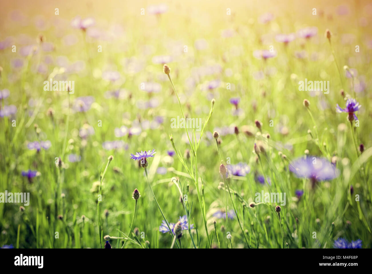 Countryside backdrop hi-res stock photography and images - Alamy