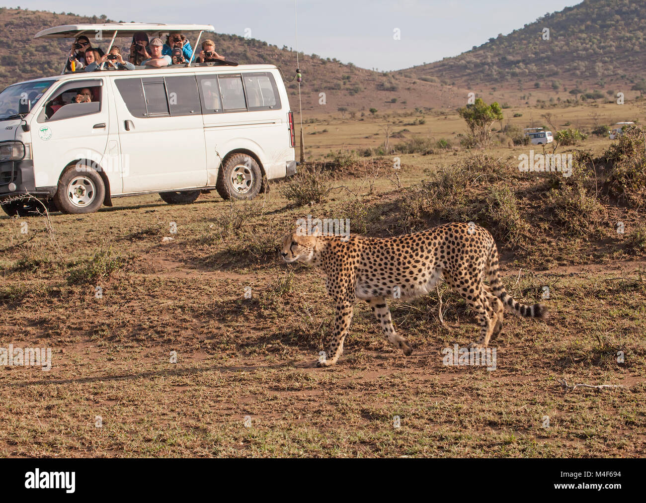 Tourists photographing Cheetah Stock Photo - Alamy