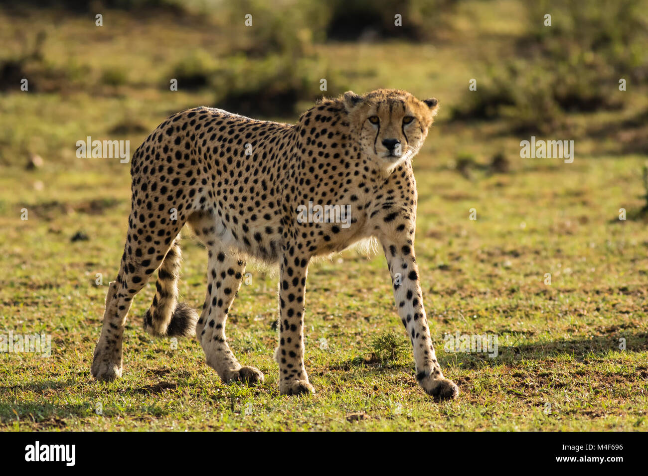 Kenyan cheetah hi-res stock photography and images - Alamy