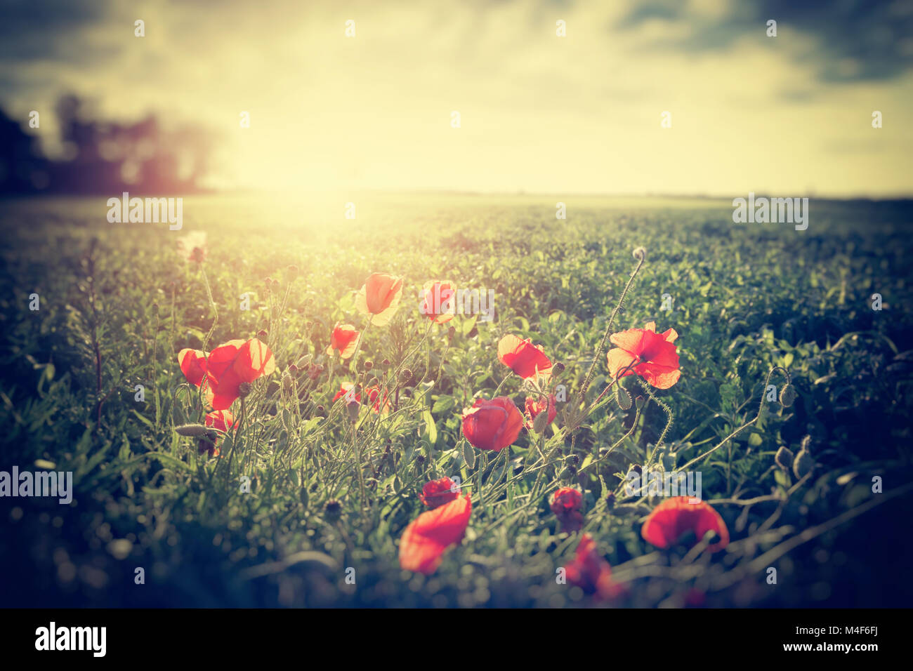 Vintage landscape nature hi-res stock photography and images - Alamy