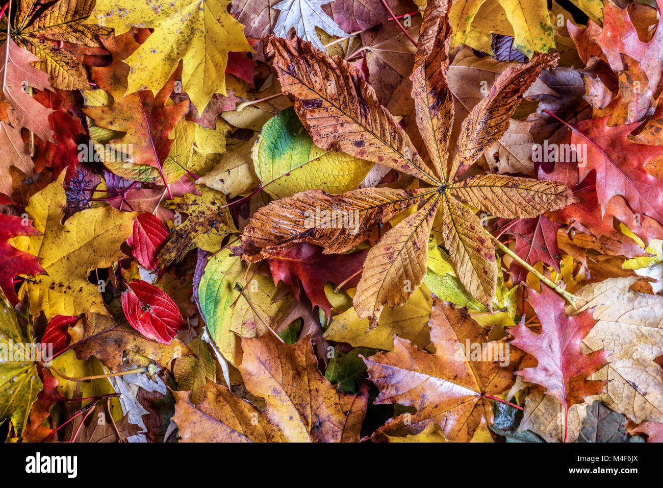 Fall leaves background. Colorful autumn background Stock Photo - Alamy