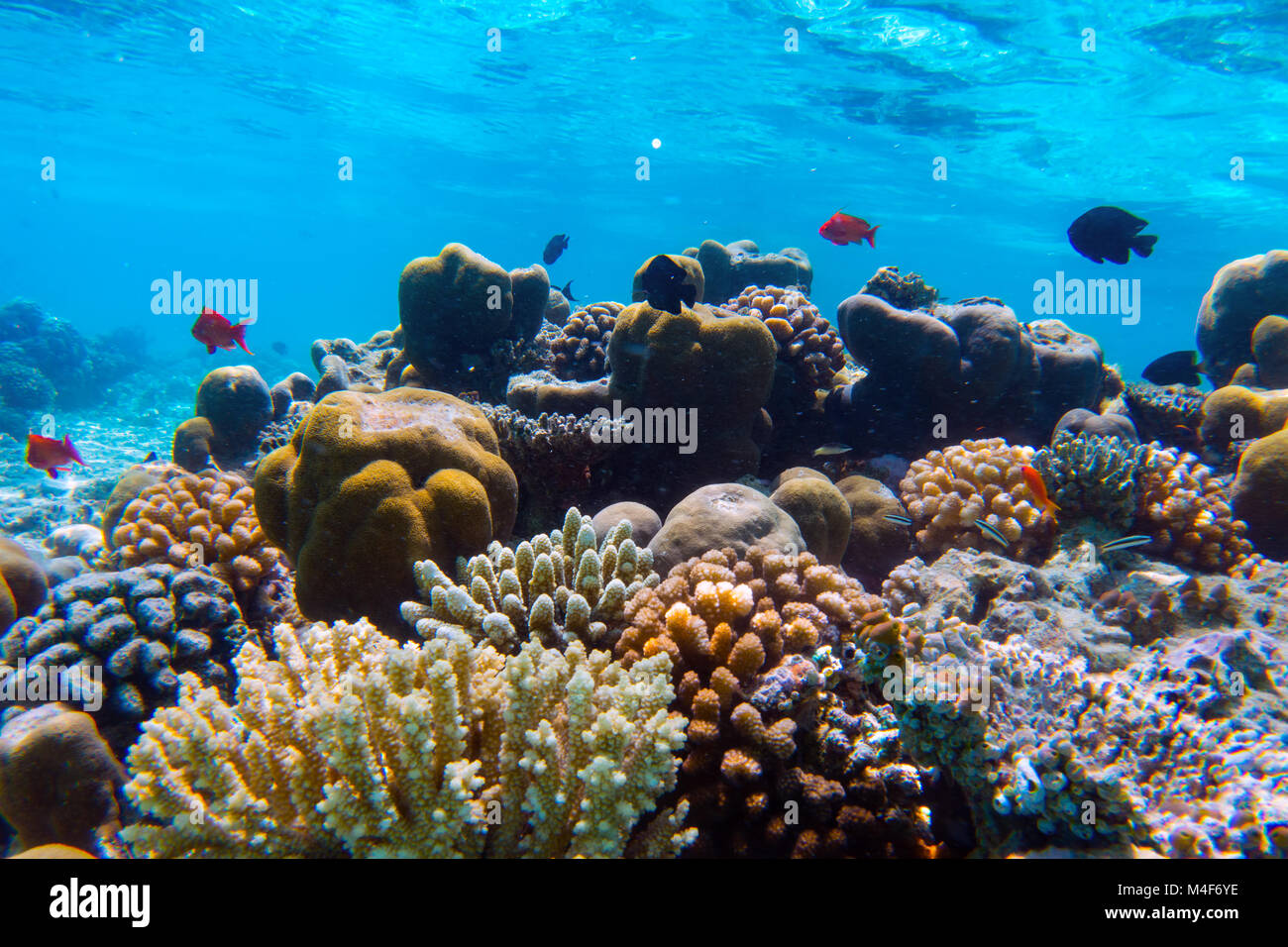 Maldives fish hi-res stock photography and images - Alamy