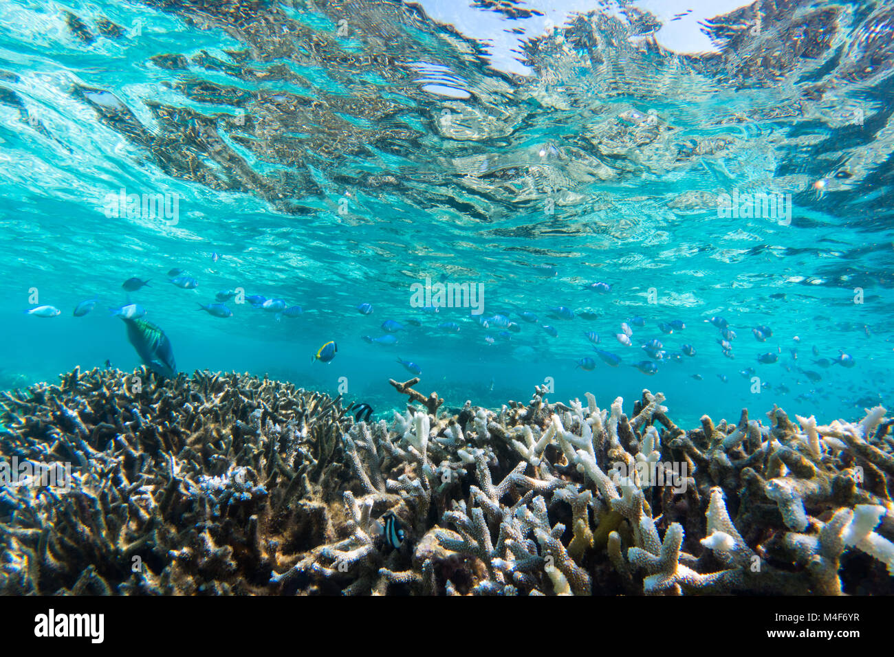 Maldives fish hi-res stock photography and images - Alamy