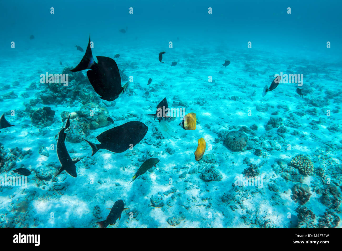 Underwater coral reef and fish in Indian Ocean, Maldives Stock Photo ...