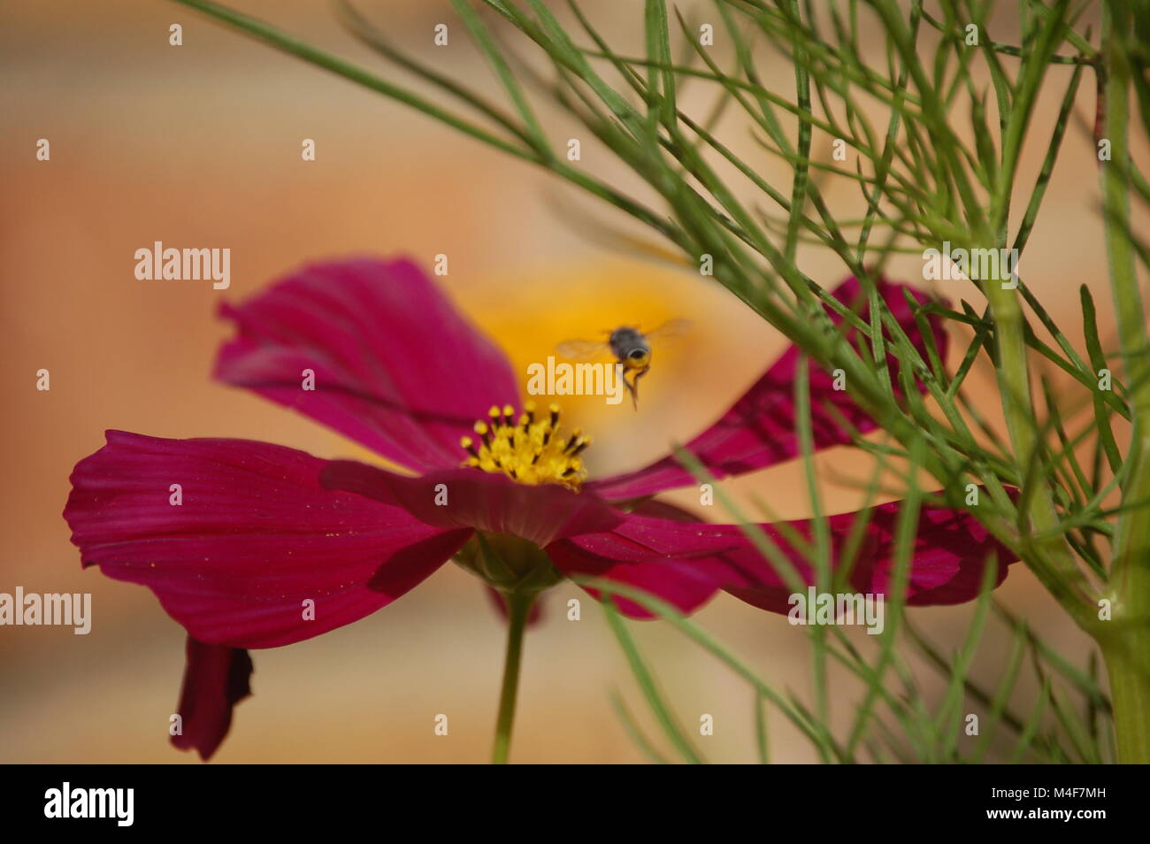 Bee landing in a flower Stock Photo - Alamy