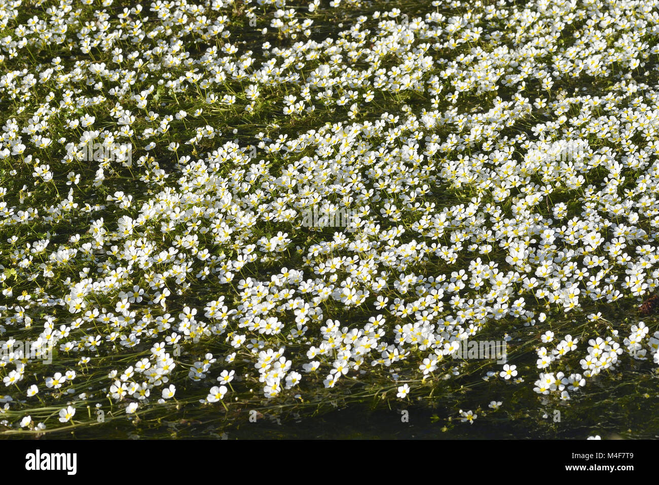 Stream Water Crowfoot High Resolution Stock Photography and Images - Alamy