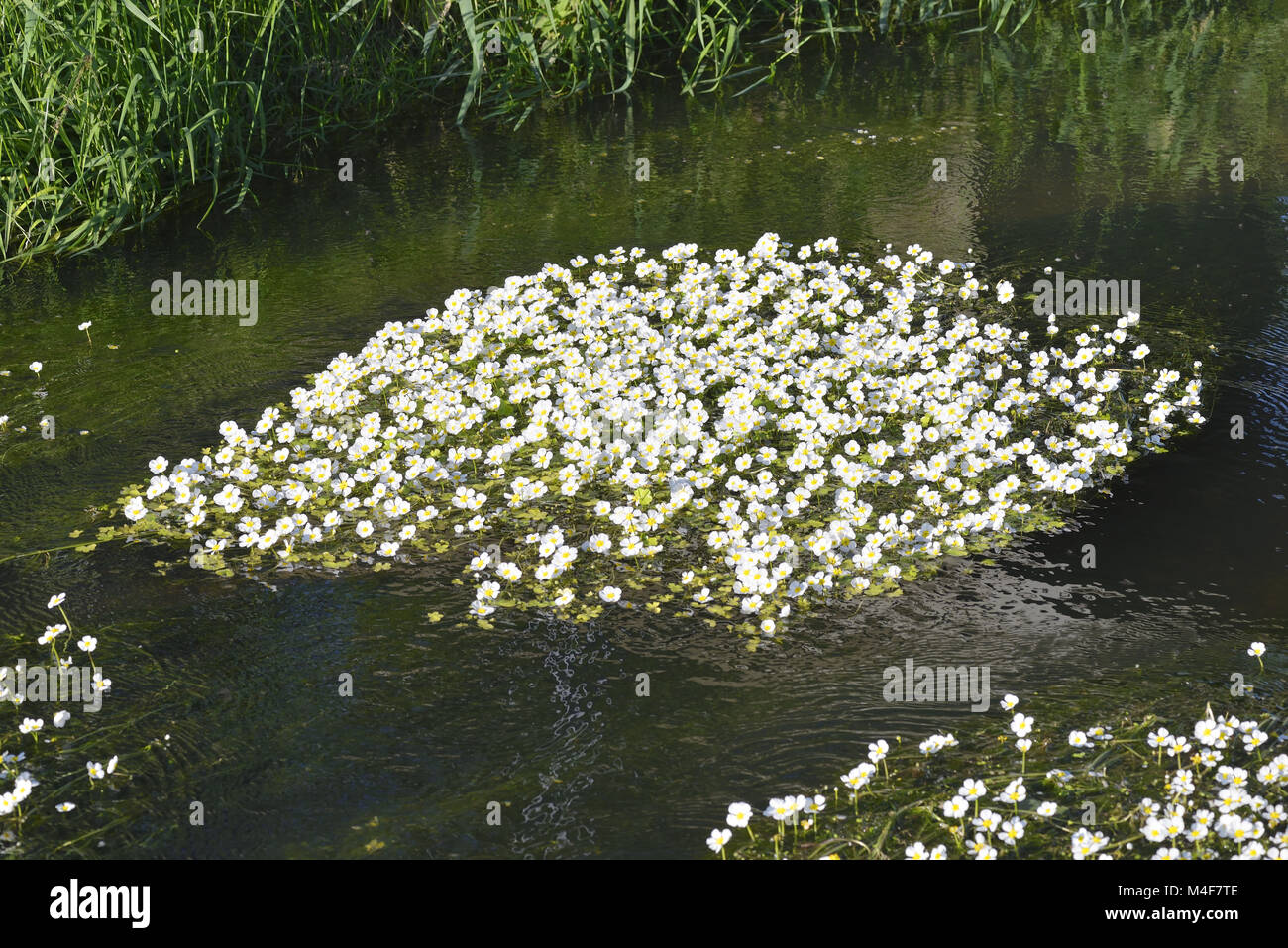 Common Water Crowfoot High Resolution Stock Photography and Images - Alamy