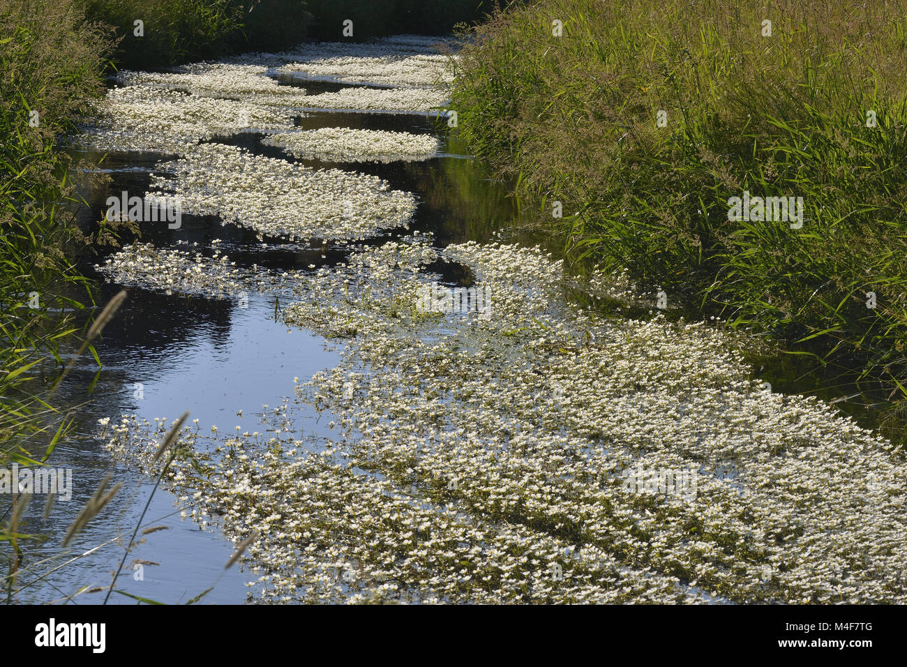 Yellow water crowfoot hi-res stock photography and images - Alamy