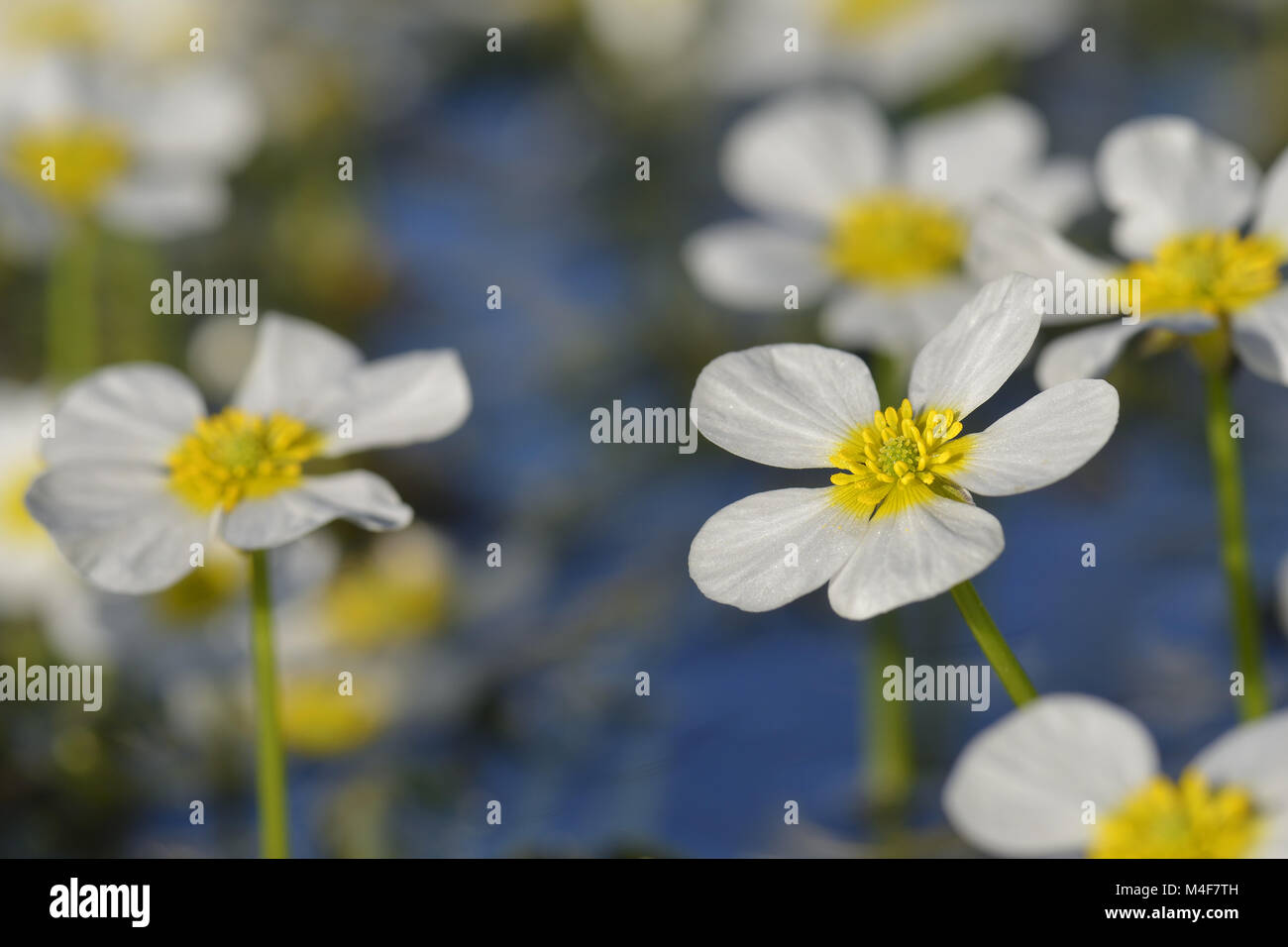 Common water crowfoot hi-res stock photography and images - Alamy