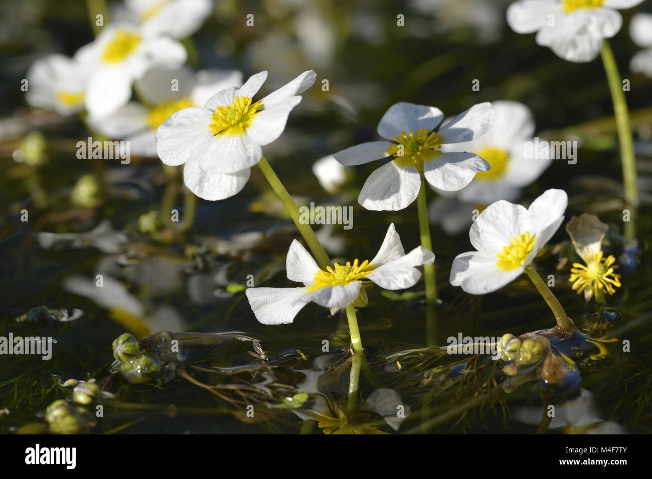 Common water crowfoot hi-res stock photography and images - Alamy