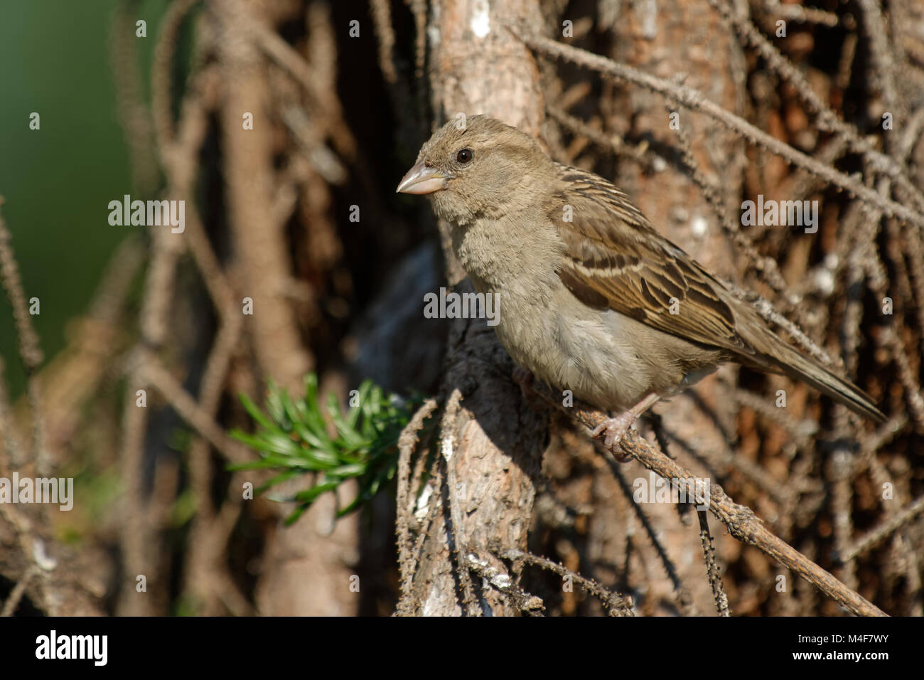 Female sparrow wild bird hi-res stock photography and images - Alamy
