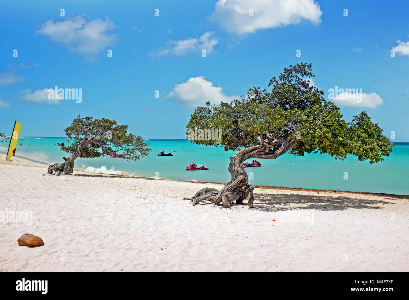 Divi divi trees on Aruba island in the Caribbean Sea Stock Photo - Alamy