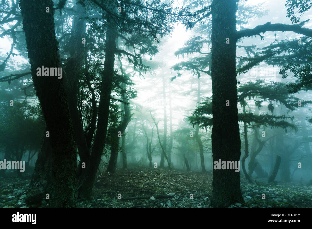 Fog in the forest Stock Photo - Alamy