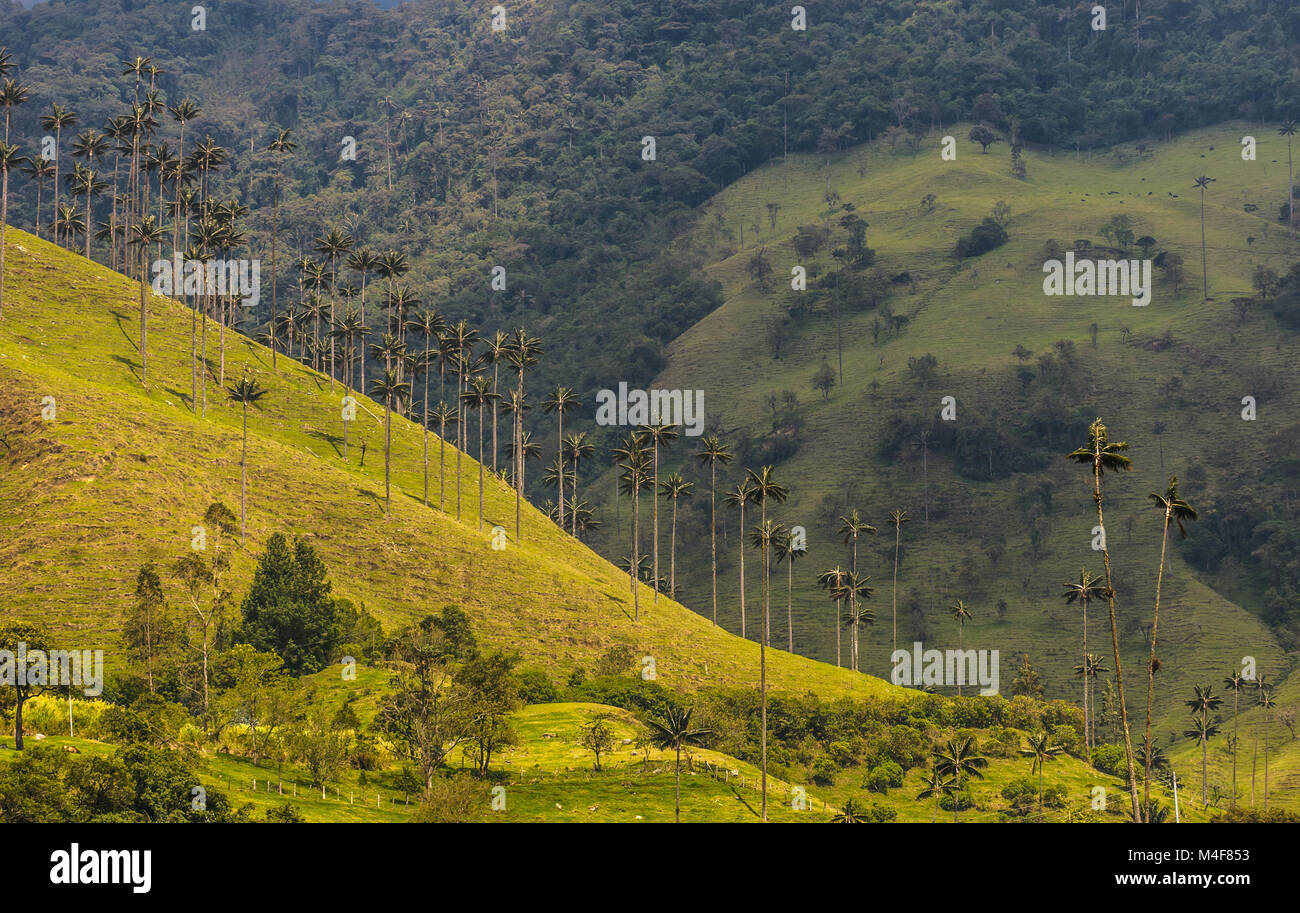 Wax palm trees of Cocora Valley, Colombia Stock Photo - Alamy