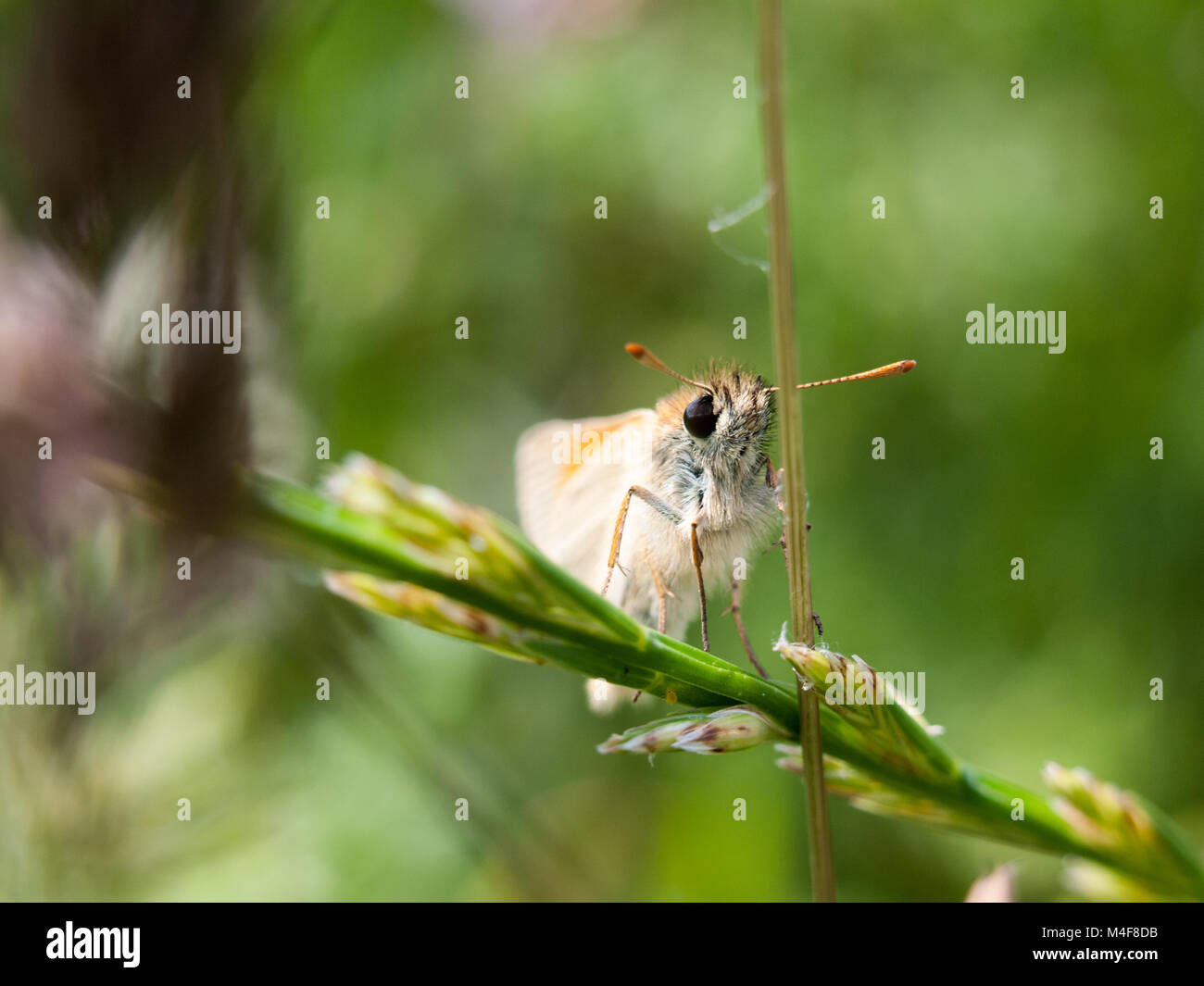 Moth up close hi-res stock photography and images - Alamy