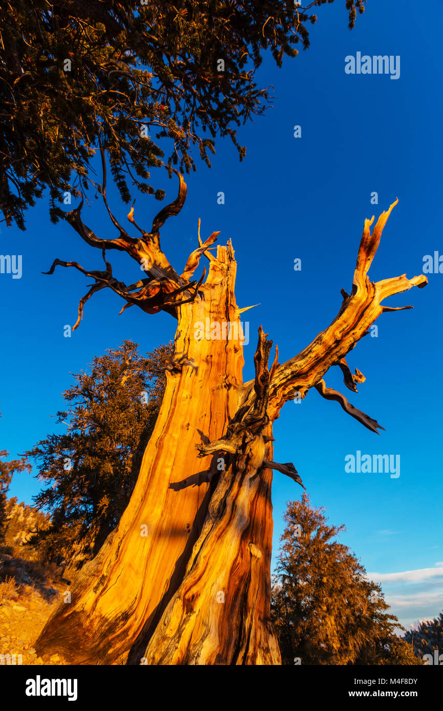 Twisty Pine Tree High Resolution Stock Photography and Images - Alamy