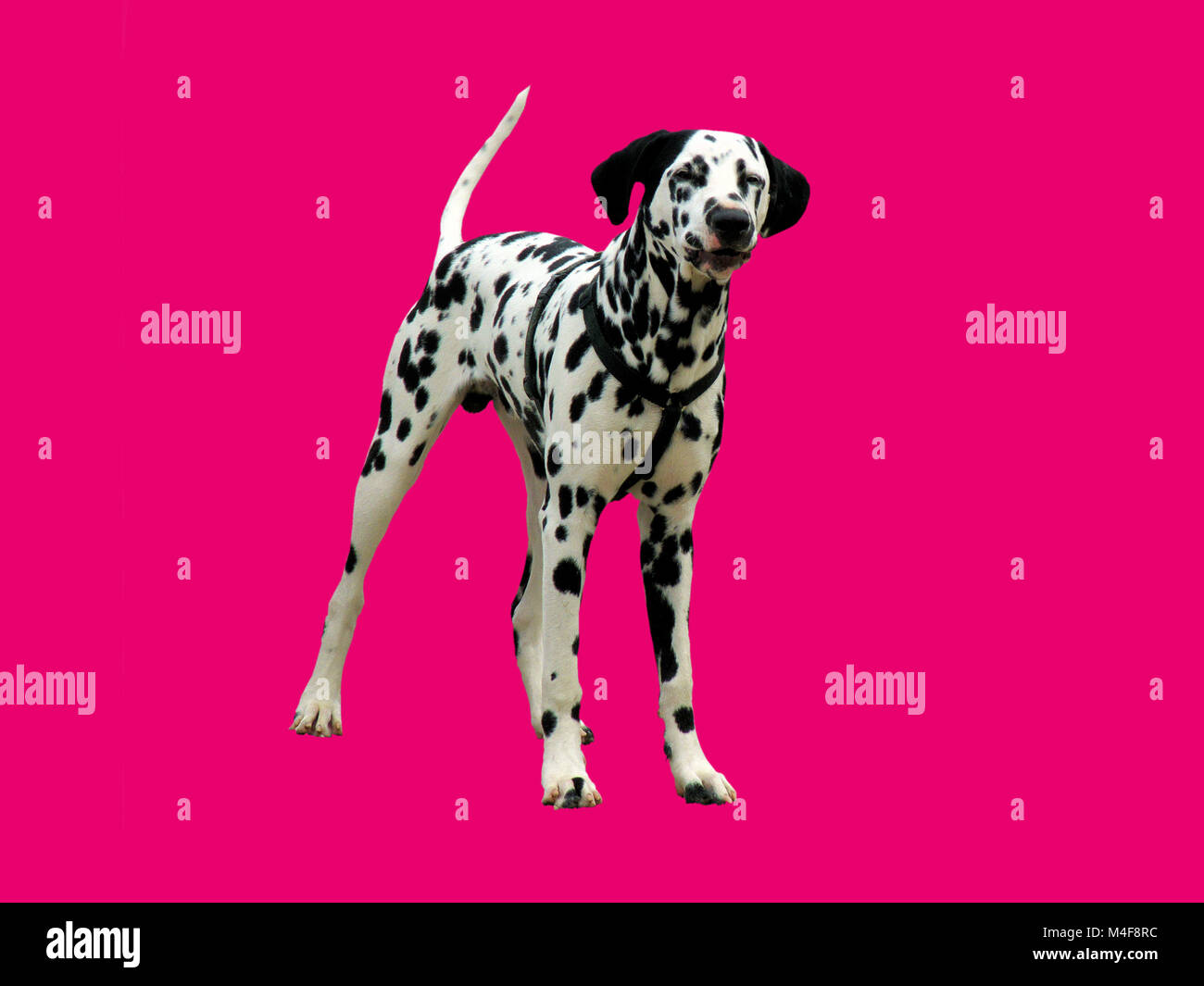 Pretty in pink Stock Photo - Alamy