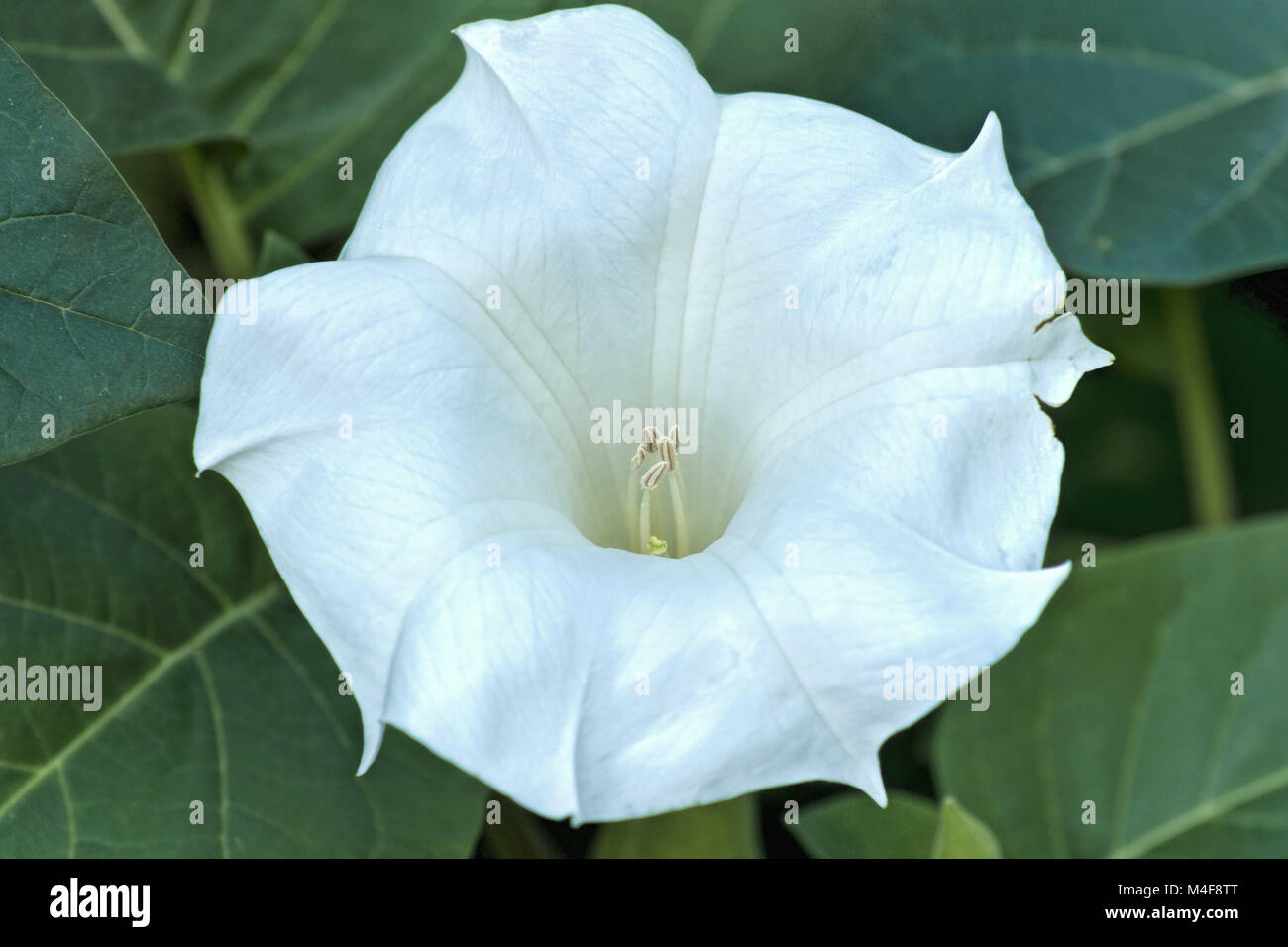 White angels trumpet hi-res stock photography and images - Alamy