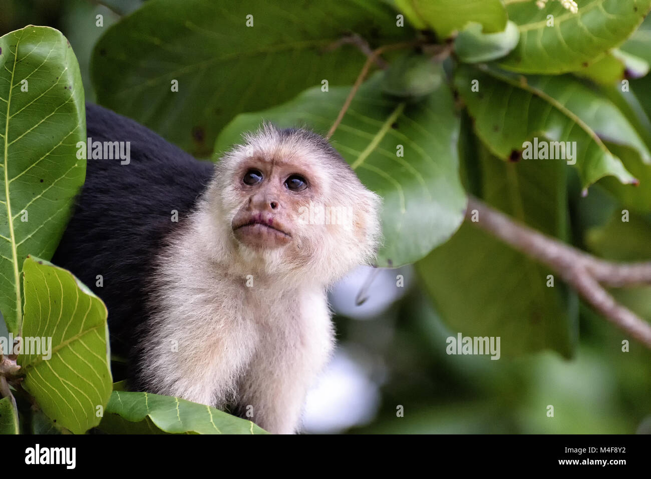 Rain monitoring hi-res stock photography and images - Alamy
