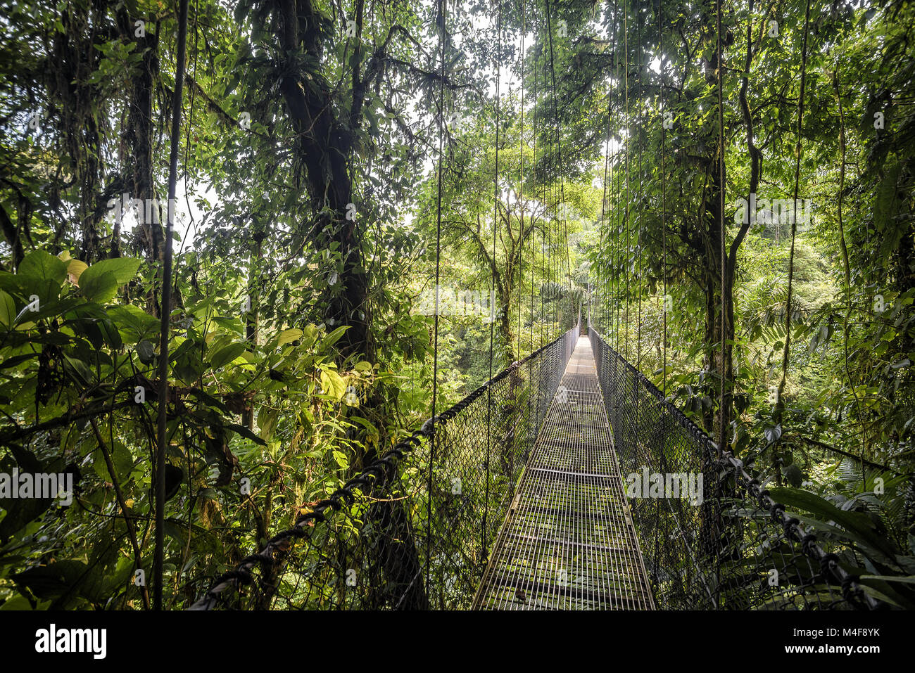 hanging bridge in the jungle Stock Photo - Alamy