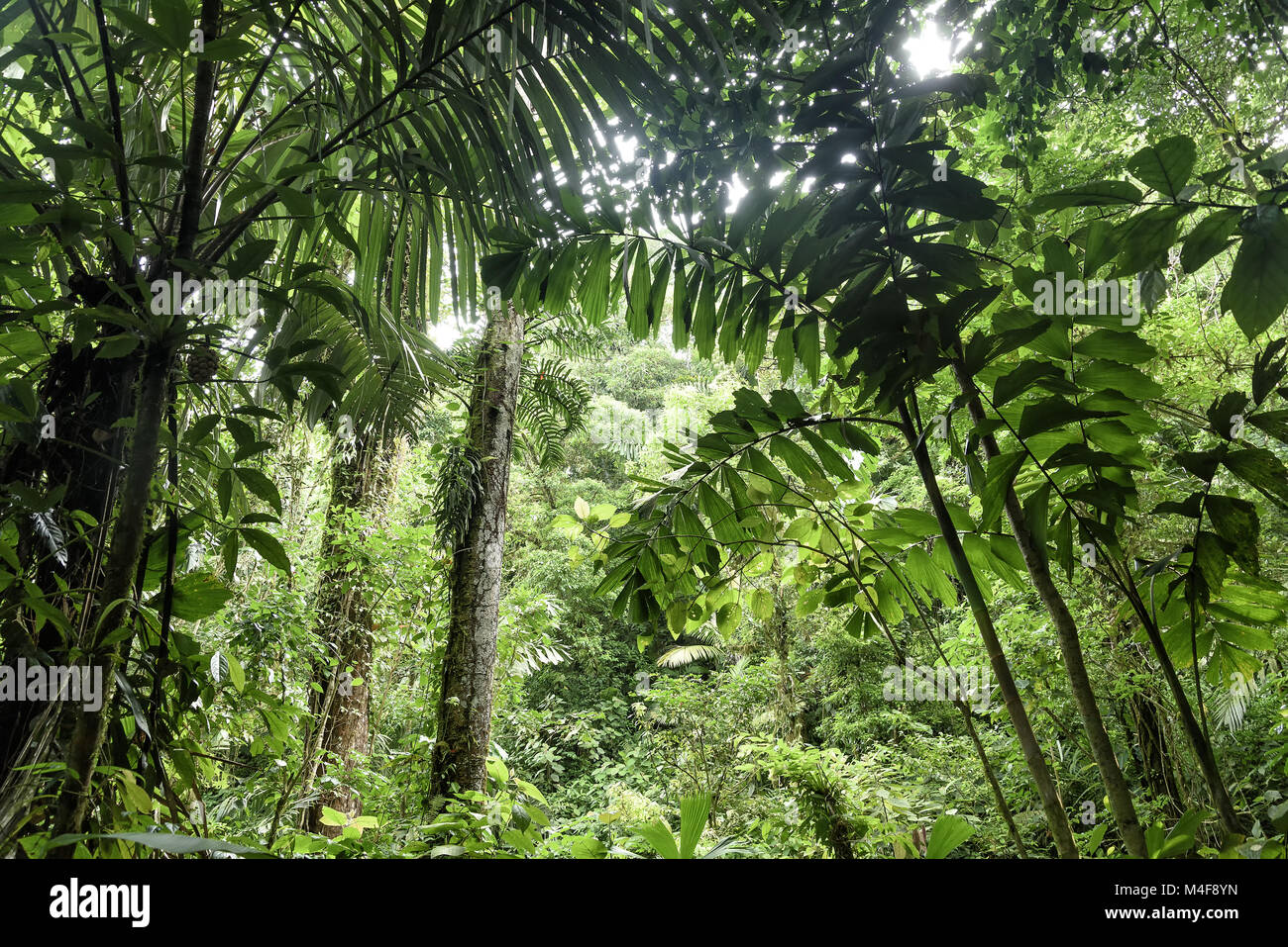 Honduras jungle hi-res stock photography and images - Alamy