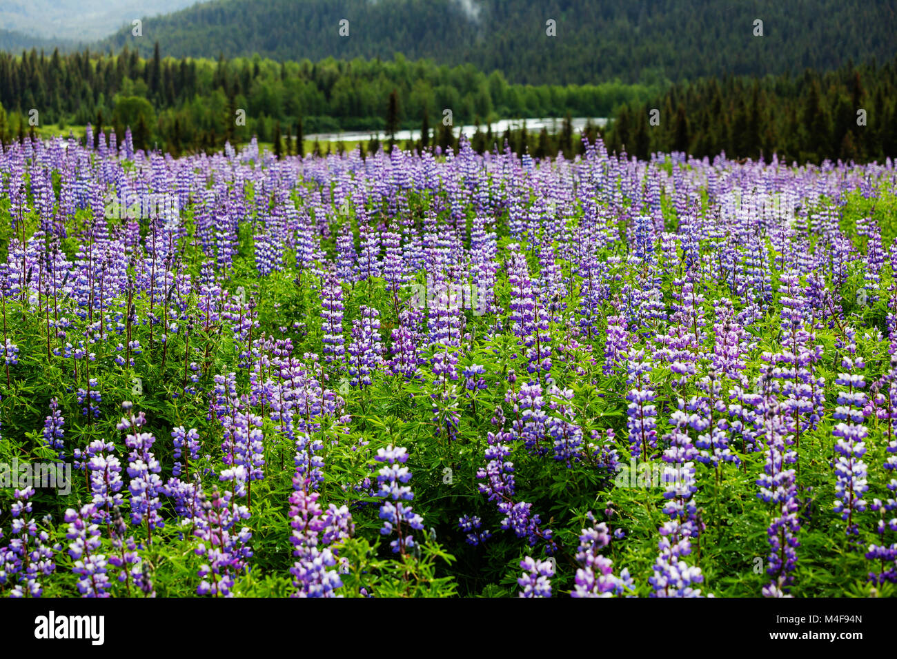 Flowers in Alaska Stock Photo - Alamy