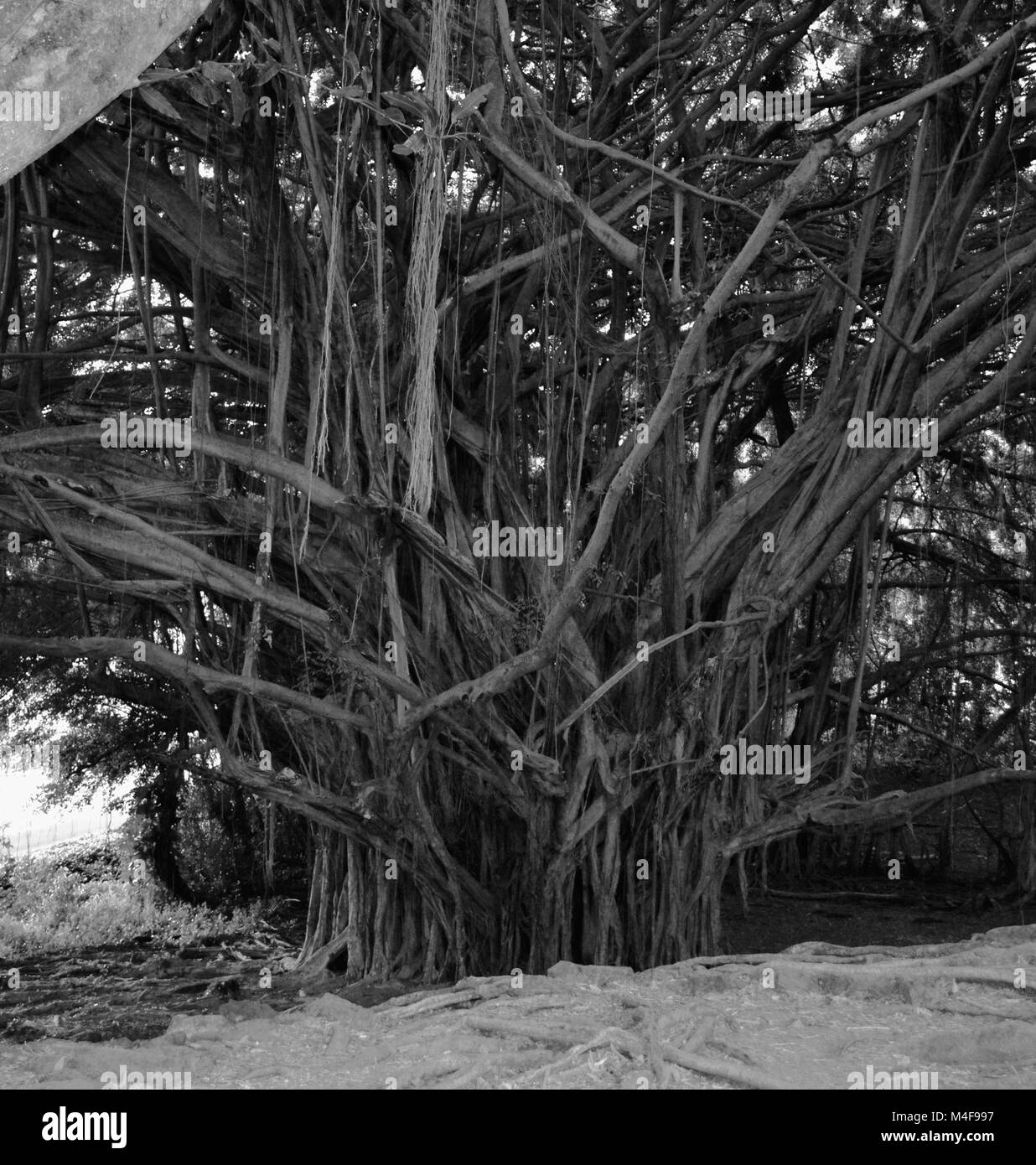 Banyan trees, Rainbow falls State Park, Hilo, Hawaii Stock Photo - Alamy
