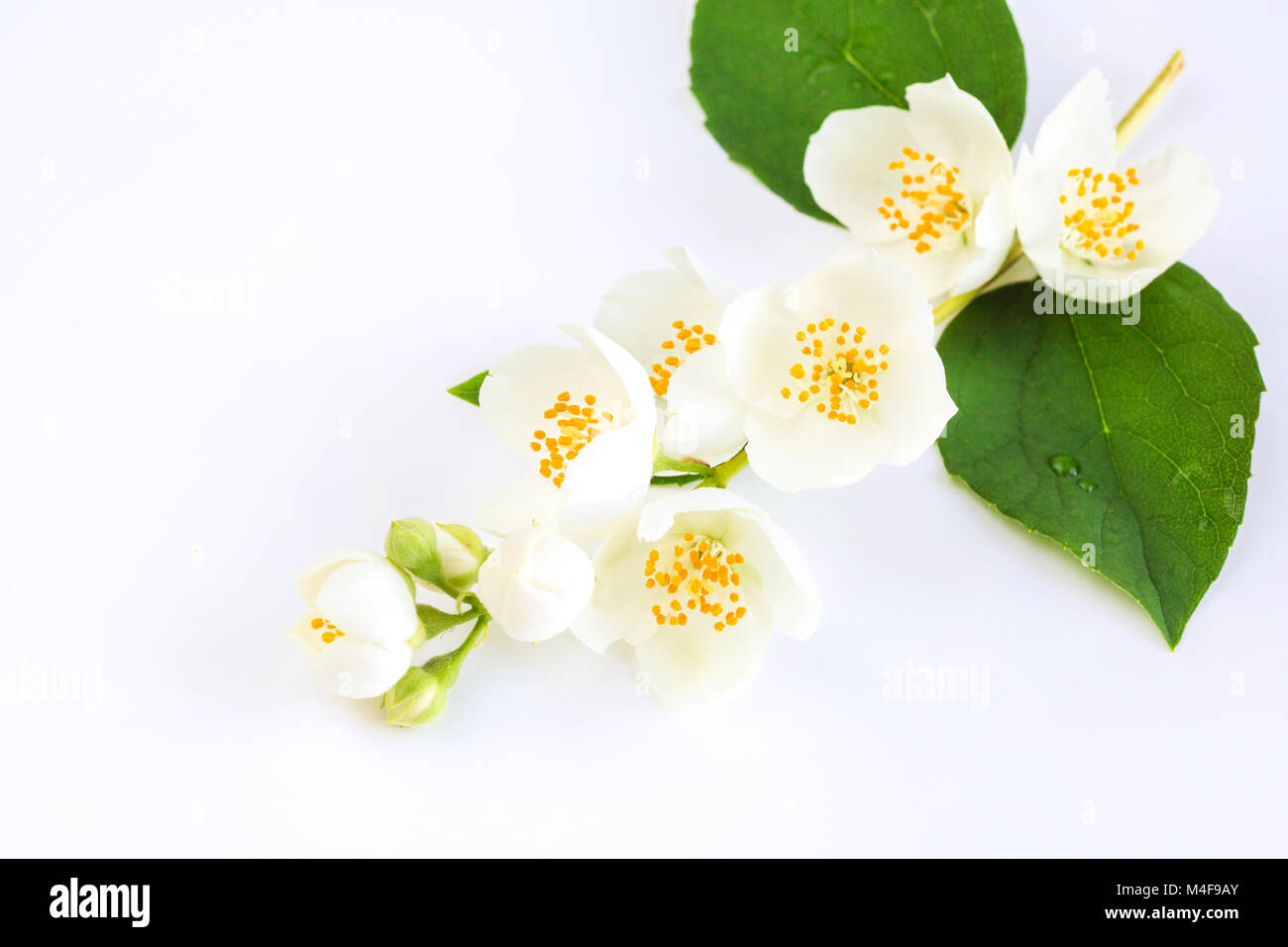 White jasmine flowers Stock Photo - Alamy