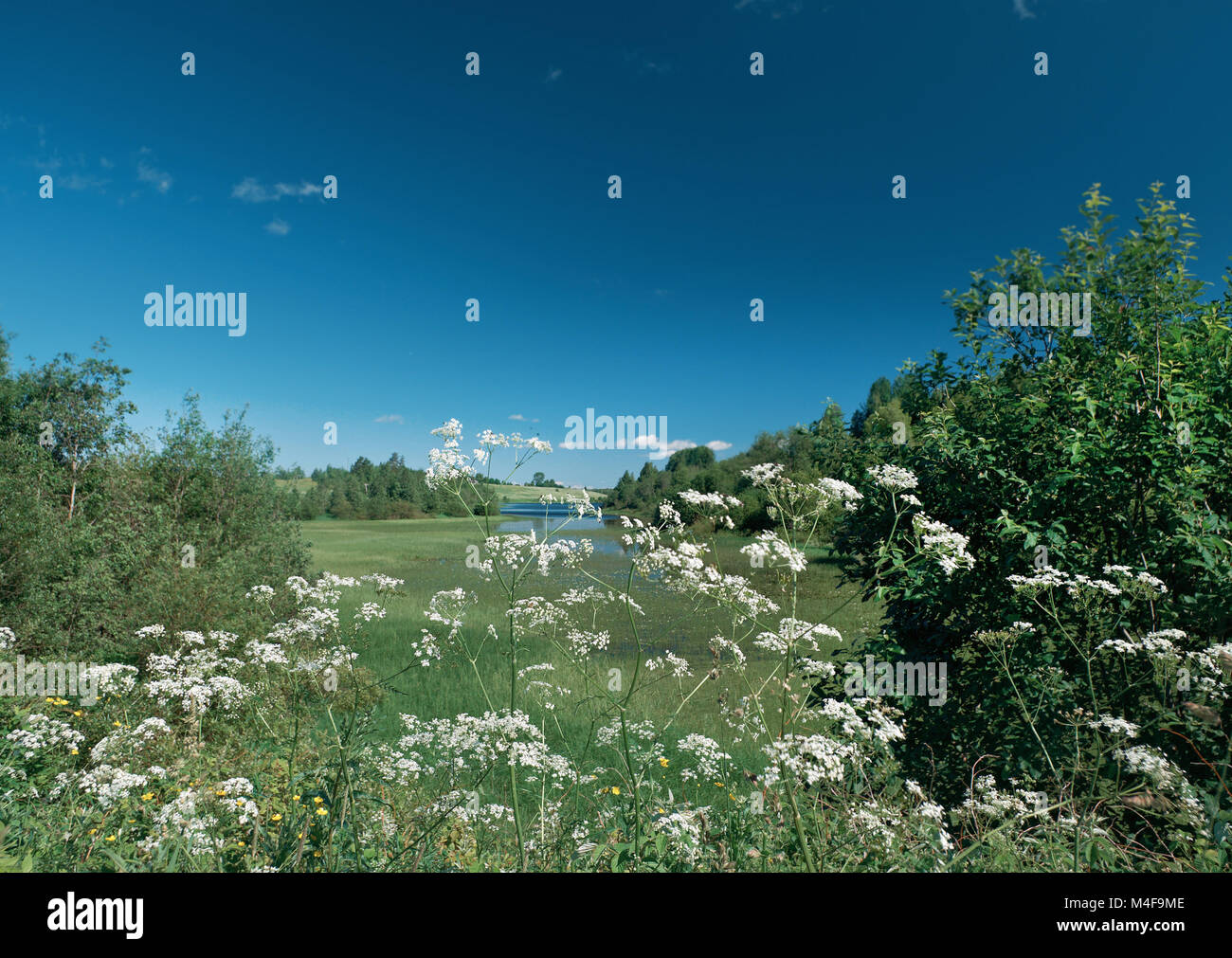 Russian summer meadow Stock Photo - Alamy