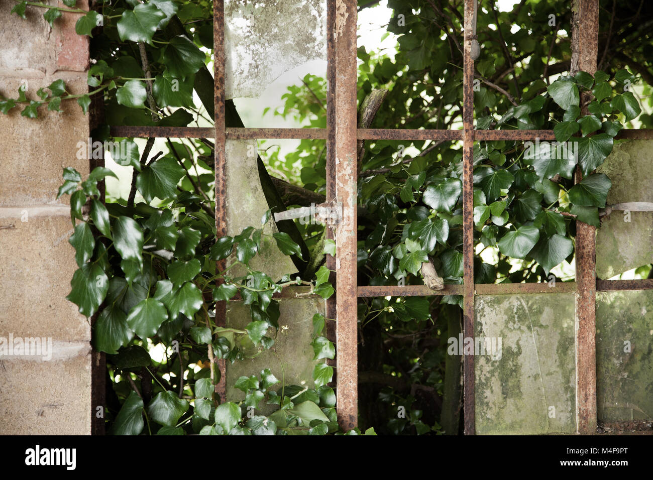 August 2008 - Very old rusty window frame overgrown with ivy Stock ...
