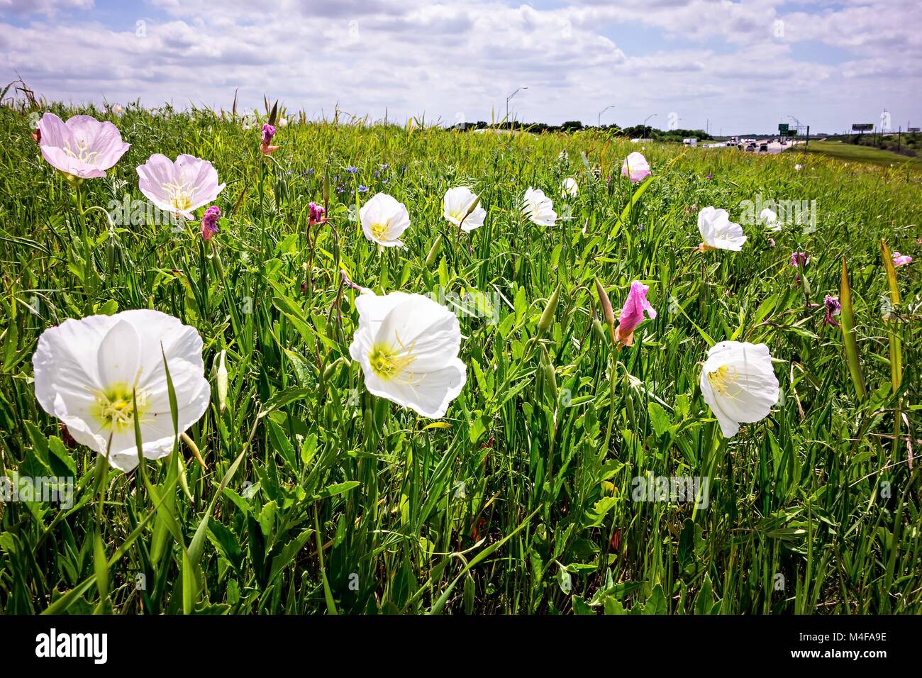 flowers and landscapes along texas highway roadside in spring Stock ...