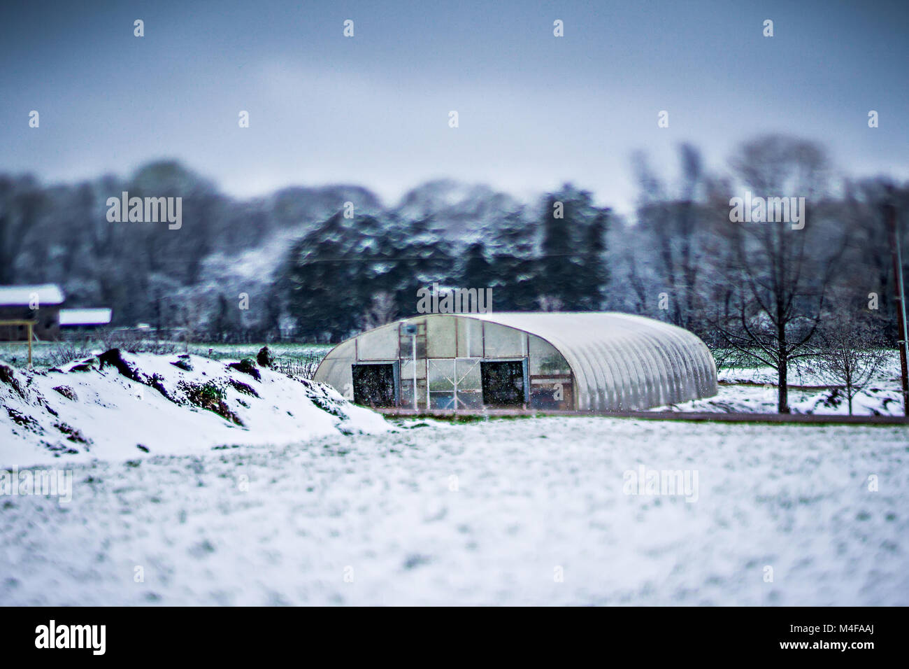 Peach blossoms tree hi-res stock photography and images - Alamy
