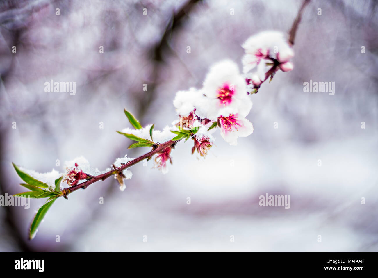 Peach blossoms tree hi-res stock photography and images - Alamy