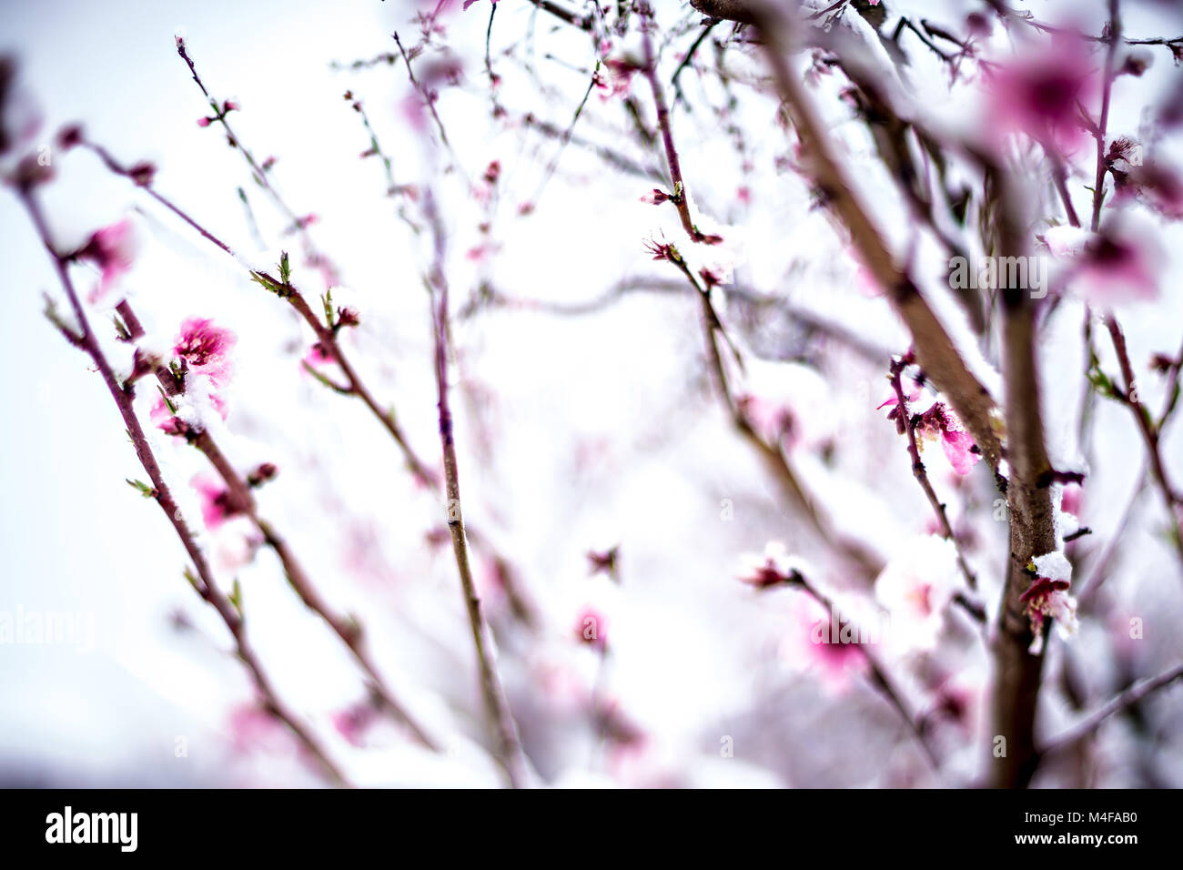 Peach blossoms tree hi-res stock photography and images - Alamy