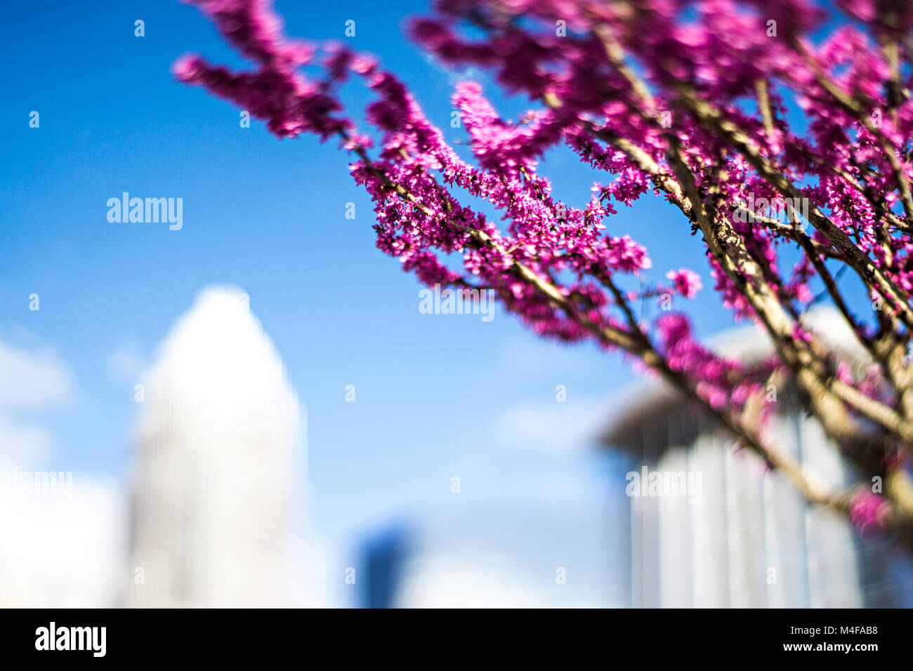 Charlotte plant hi-res stock photography and images - Alamy