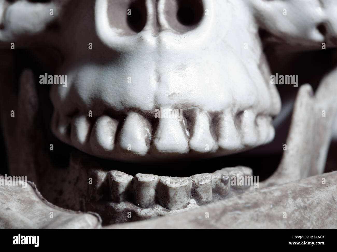 Close-up view on the human skull Stock Photo - Alamy