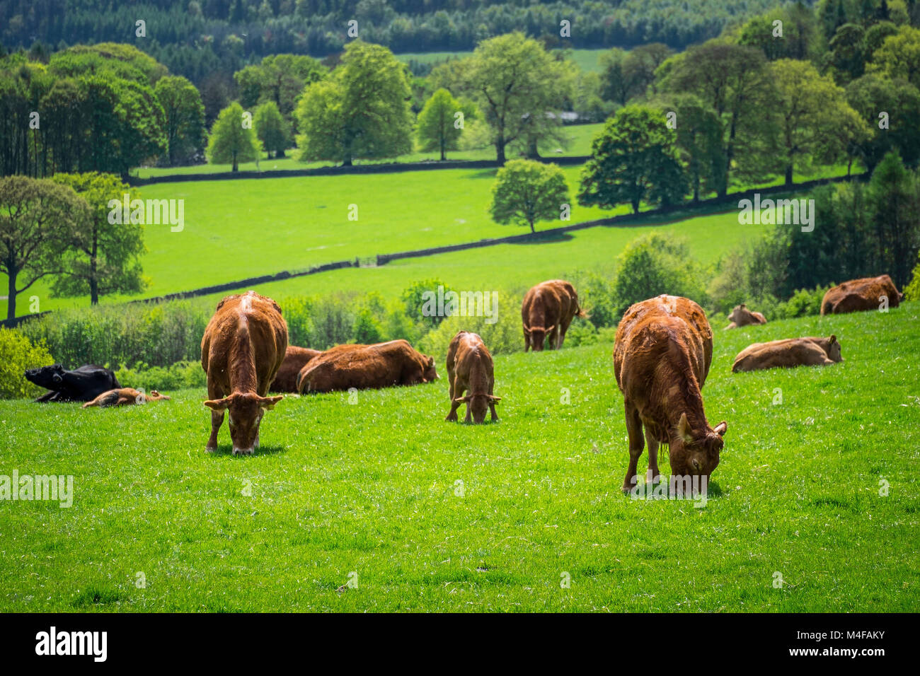 Limousin cows hi-res stock photography and images - Alamy