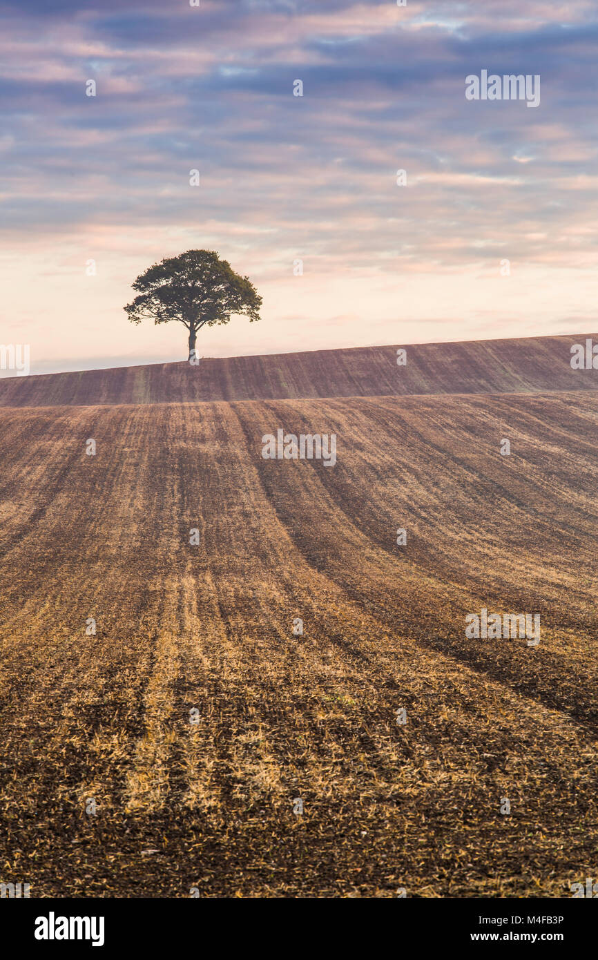 A Lone tree on the skyline at sunrise Stock Photo - Alamy