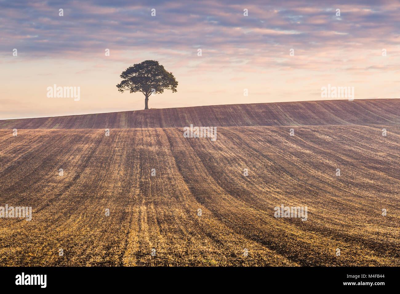 Lone tree landscape hi-res stock photography and images - Alamy