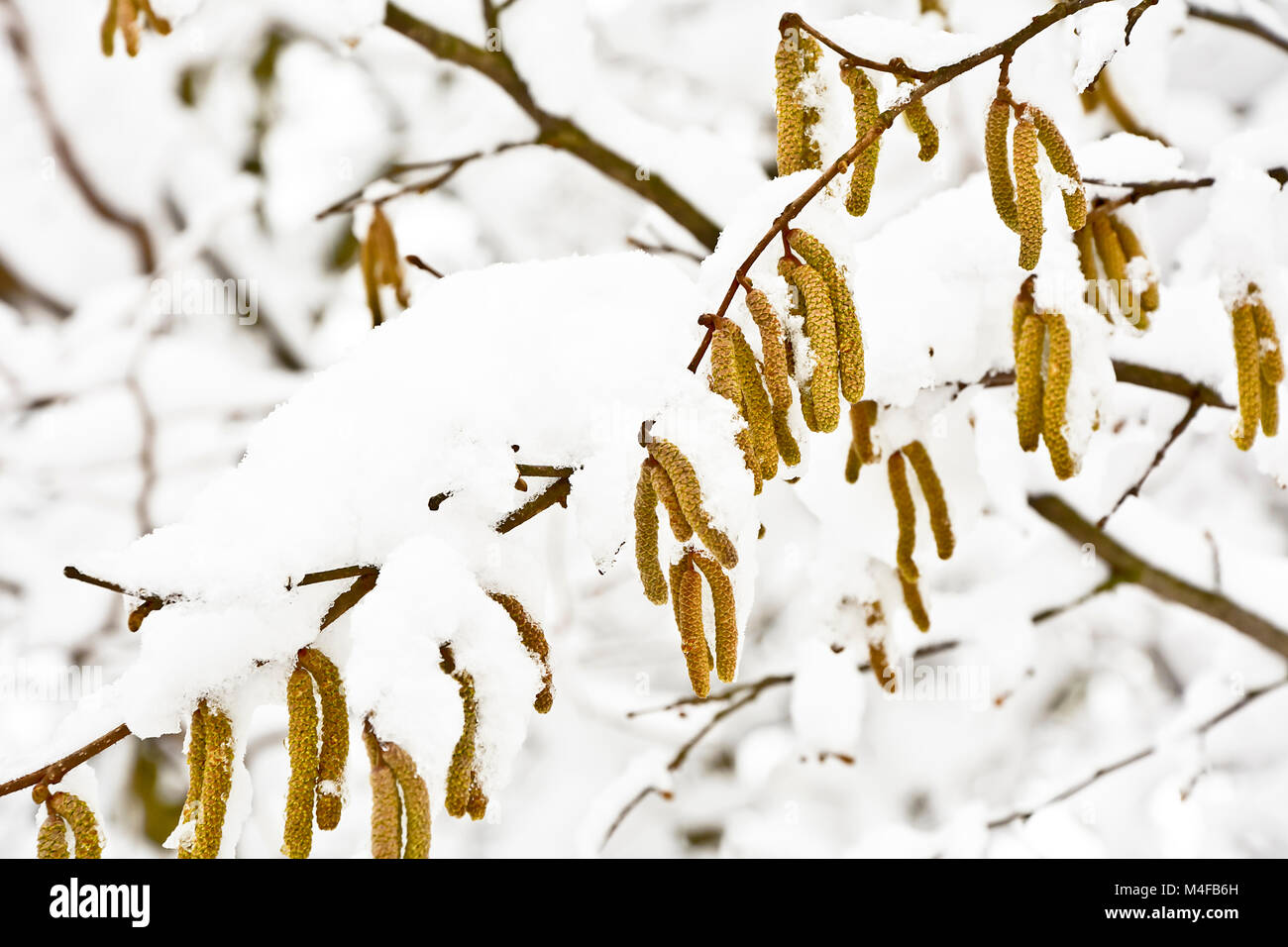 Hazel tree flowers white background hi-res stock photography and images ...