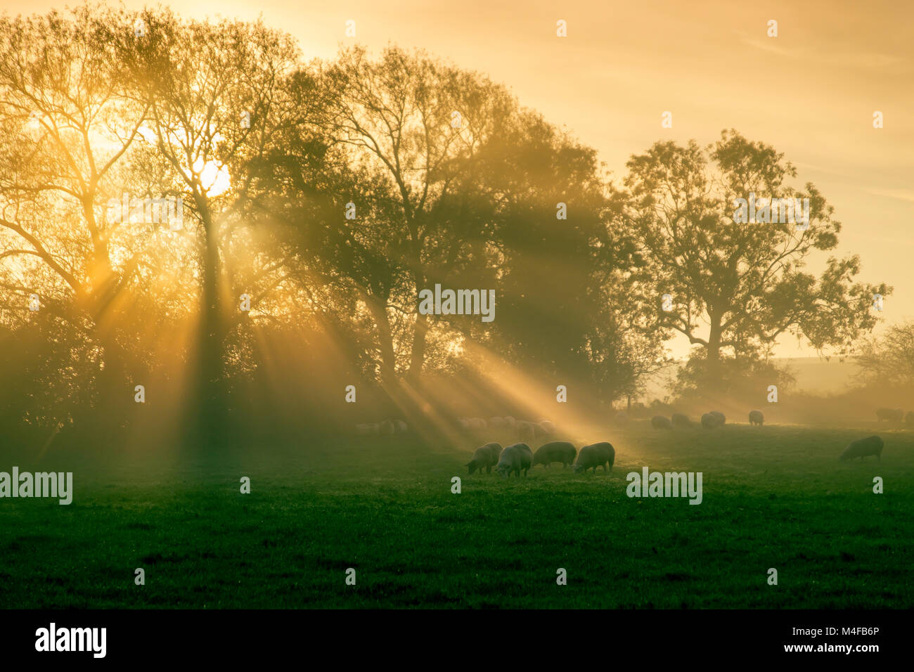 Mist suns rays hi-res stock photography and images - Alamy