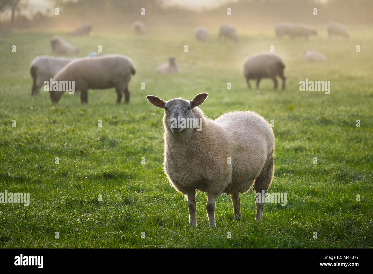 Sheep on a misty autumn morning Stock Photo - Alamy