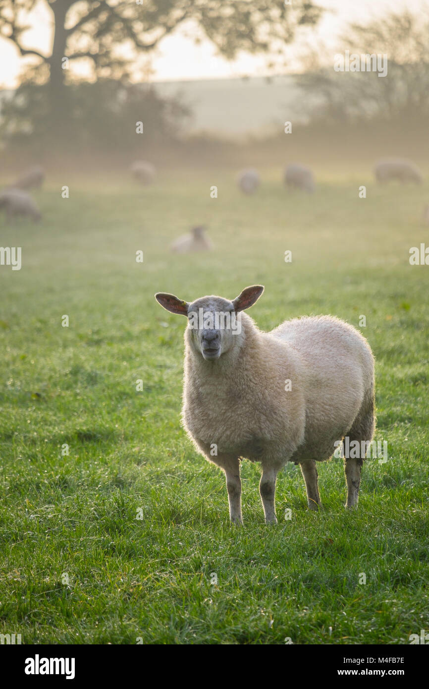 Sheep on a misty autumn morning Stock Photo - Alamy