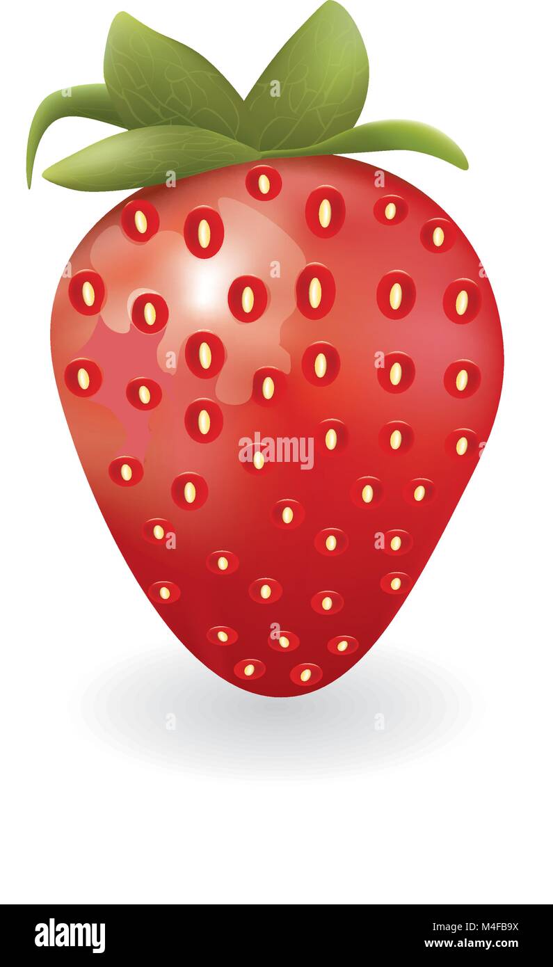 Strawberry on white background Stock Vector Image & Art - Alamy
