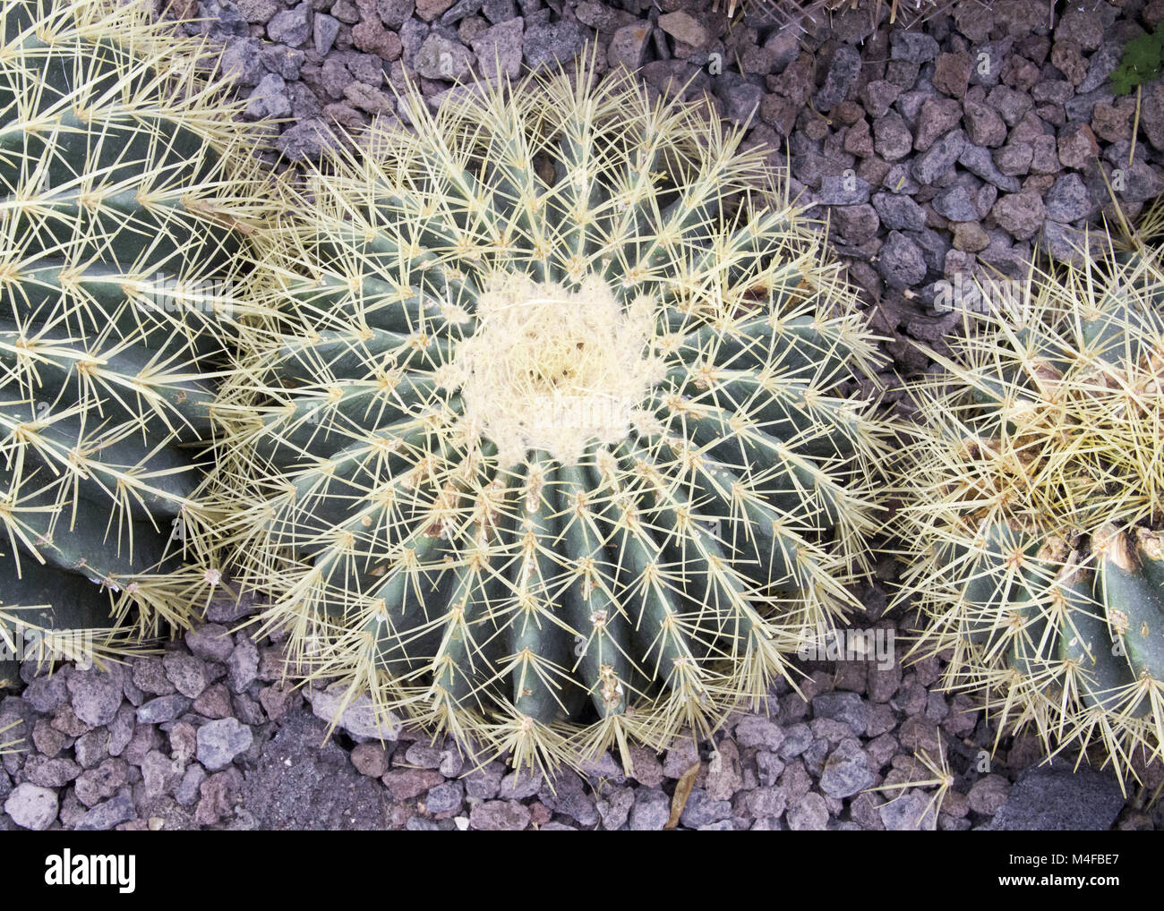 photo of ball cactus with stones in background Stock Photo - Alamy