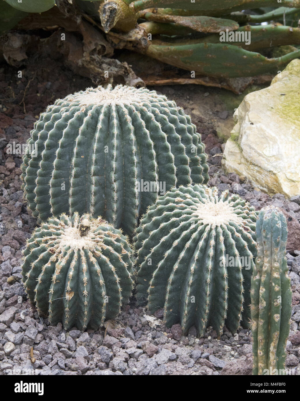 photo of ball cactus with stones in background Stock Photo - Alamy