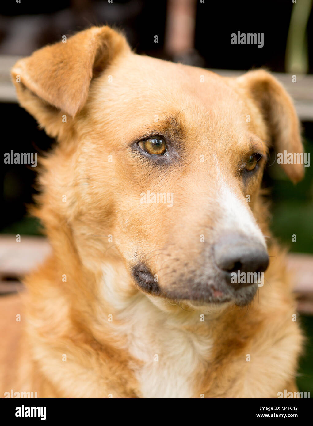 Toby the dog hi-res stock photography and images - Alamy